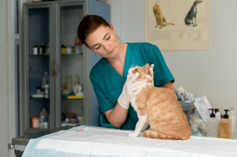 8 Best Universities in Australia to Study Veterinary Science